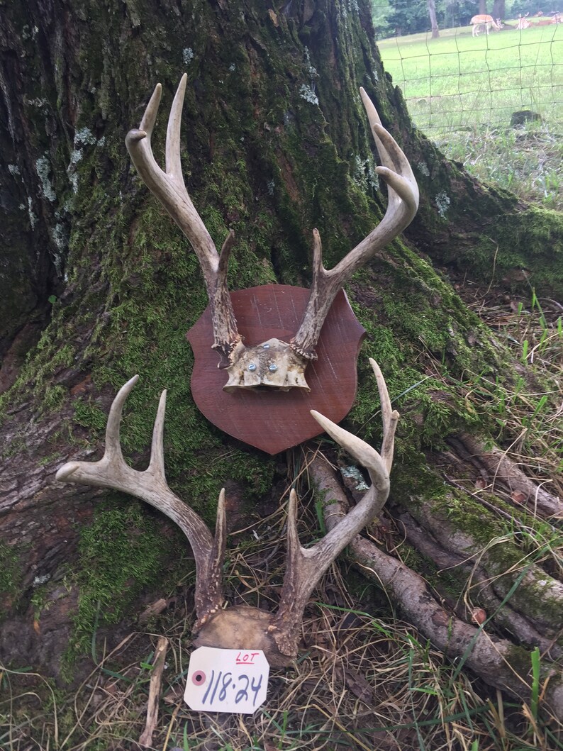 2 sets of Nice 8 point Whitetail DEER ANTLERS Log Cabin | Etsy