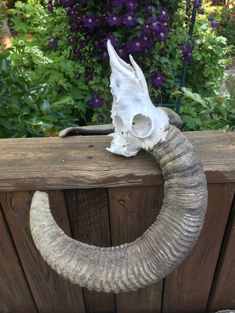 Taxidermy RARE RED SHEEP Skull Nice Big Horns = Hybrid Armenian Mouflon ...