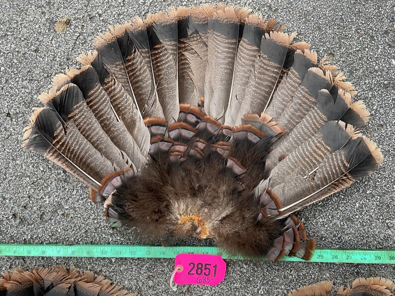 Taxidermy, 2 EASTERN WILD Turkey-tails/fan /no Beards /log Cabin ...
