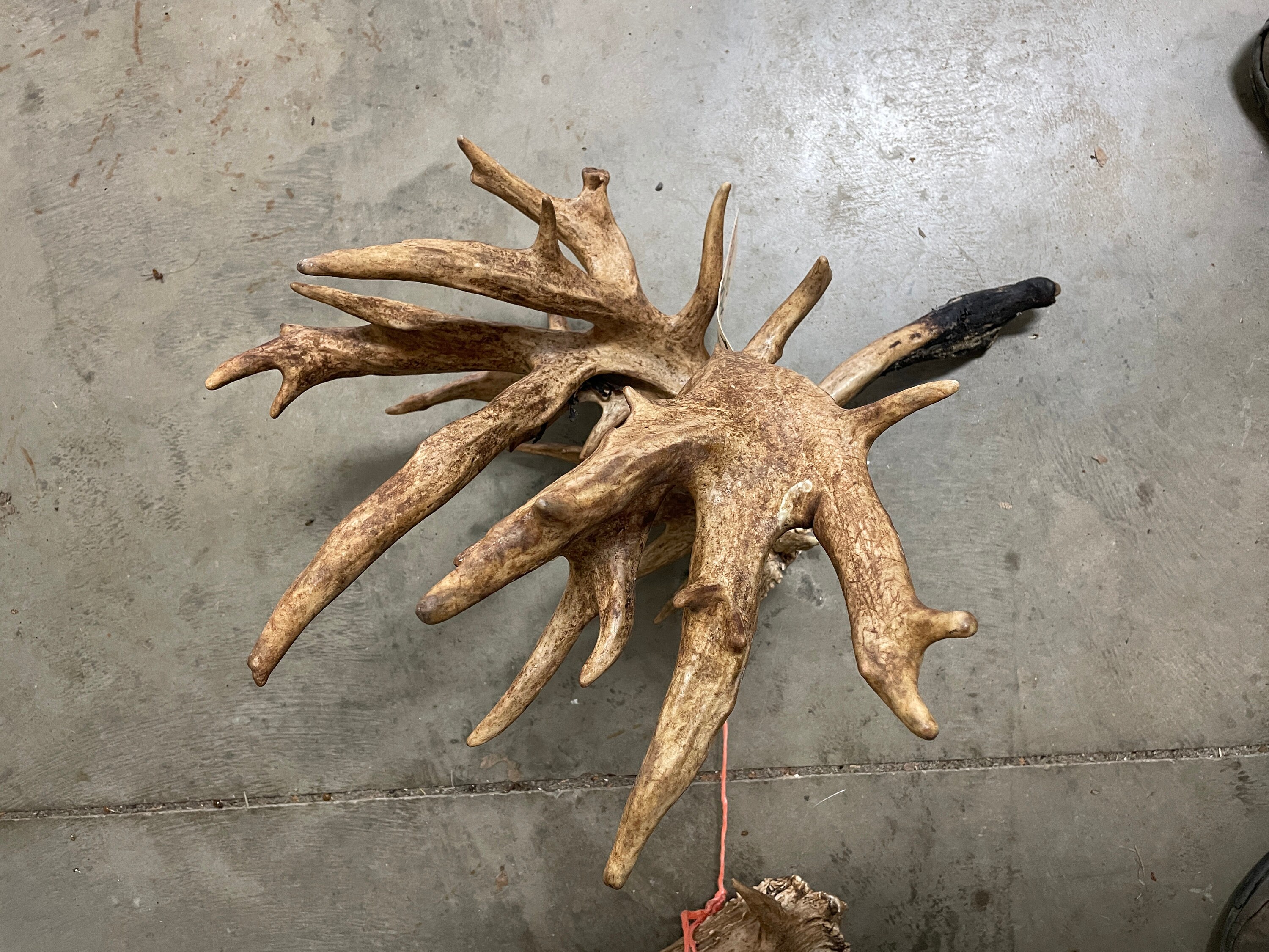 Taxidermy Incredible, Set,59 Point Whitetailed DEER Shed ANTLERS ...