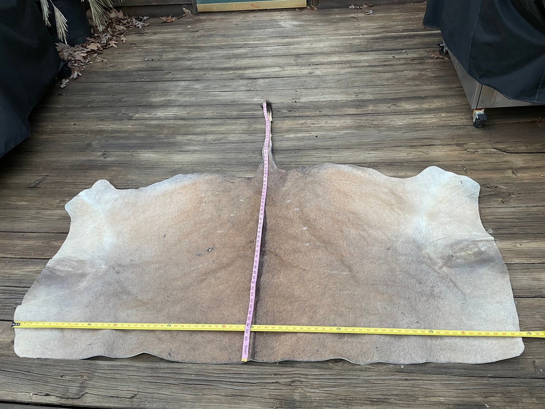 Awesome /rare /african ELAND ,huge.. 1/2 Hide, Africa Hunting Taxidermy ...