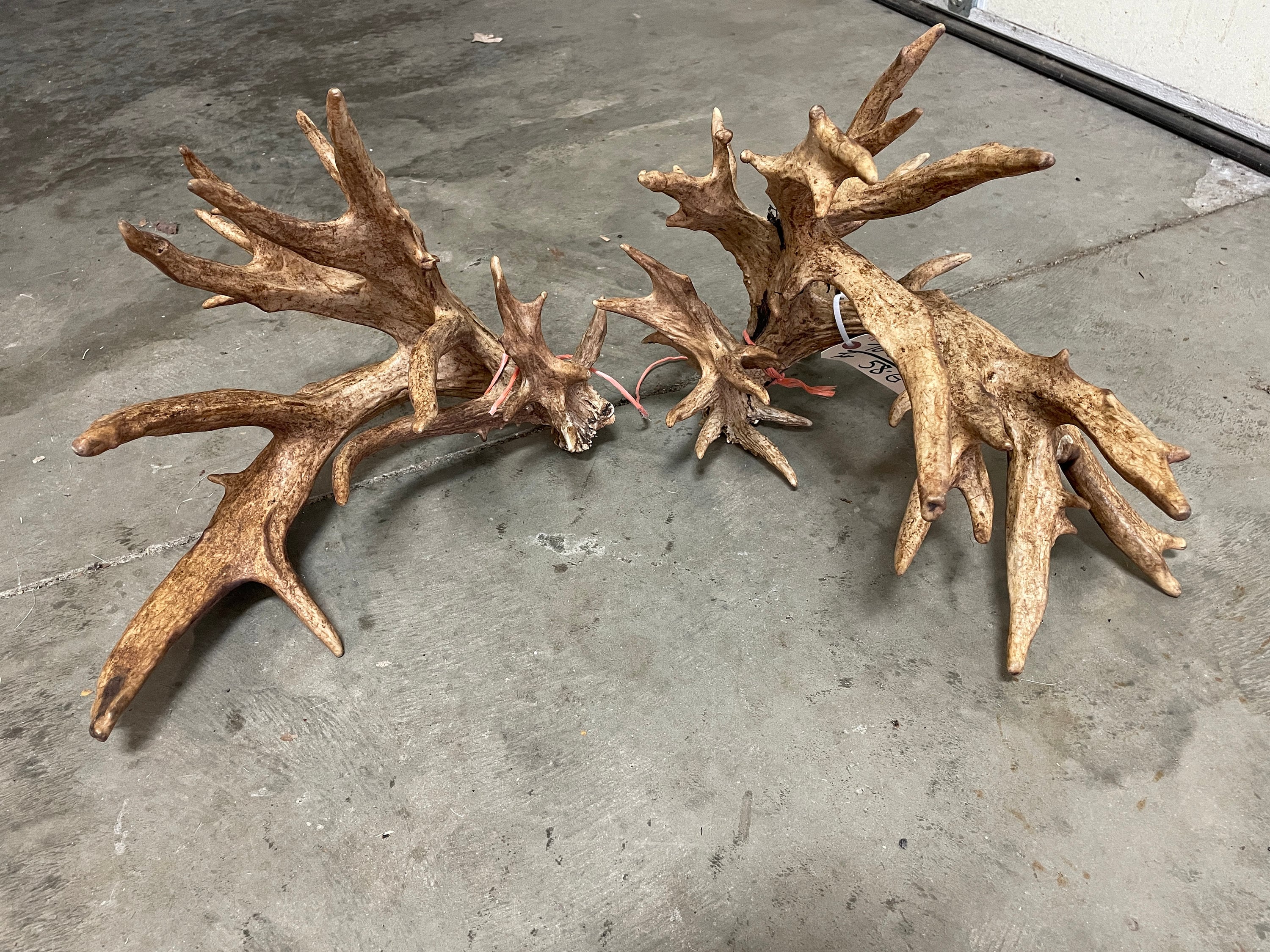Taxidermy Incredible, Set,59 Point Whitetailed DEER Shed ANTLERS ...