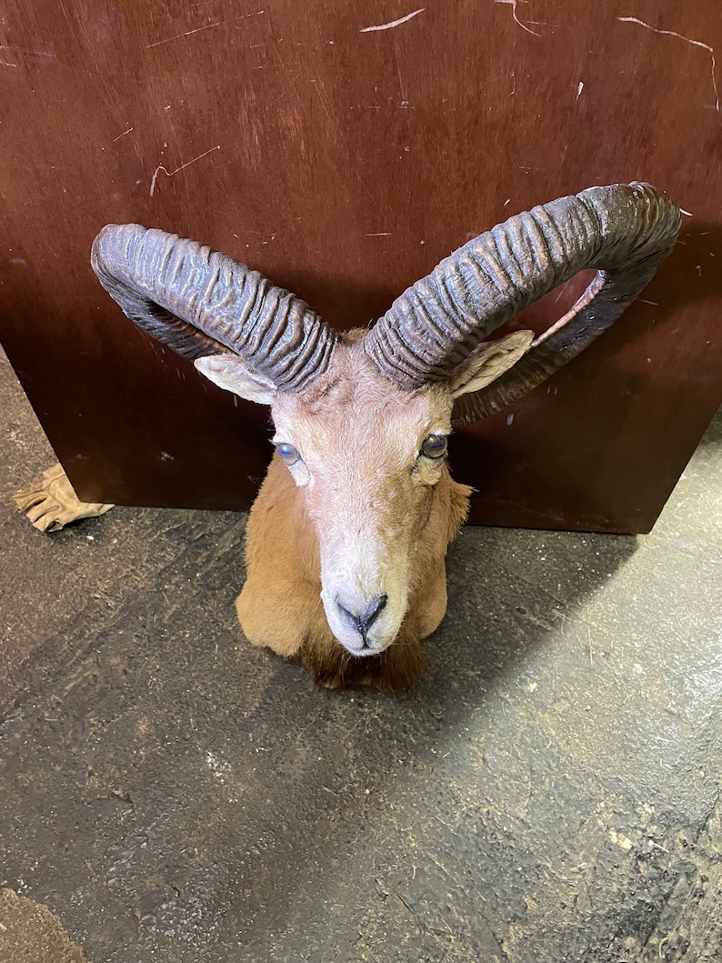 Taxidermy RARE RED SHEEP Skull Nice Huge Horns = Hybrid Armenian ...