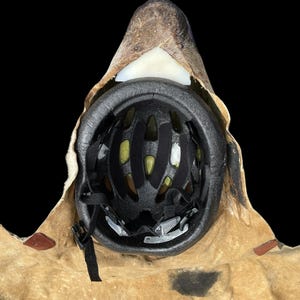 RARE, Taxidermy Trophy Africa SPOTTED HYENA Lifesize Skin With Head ...