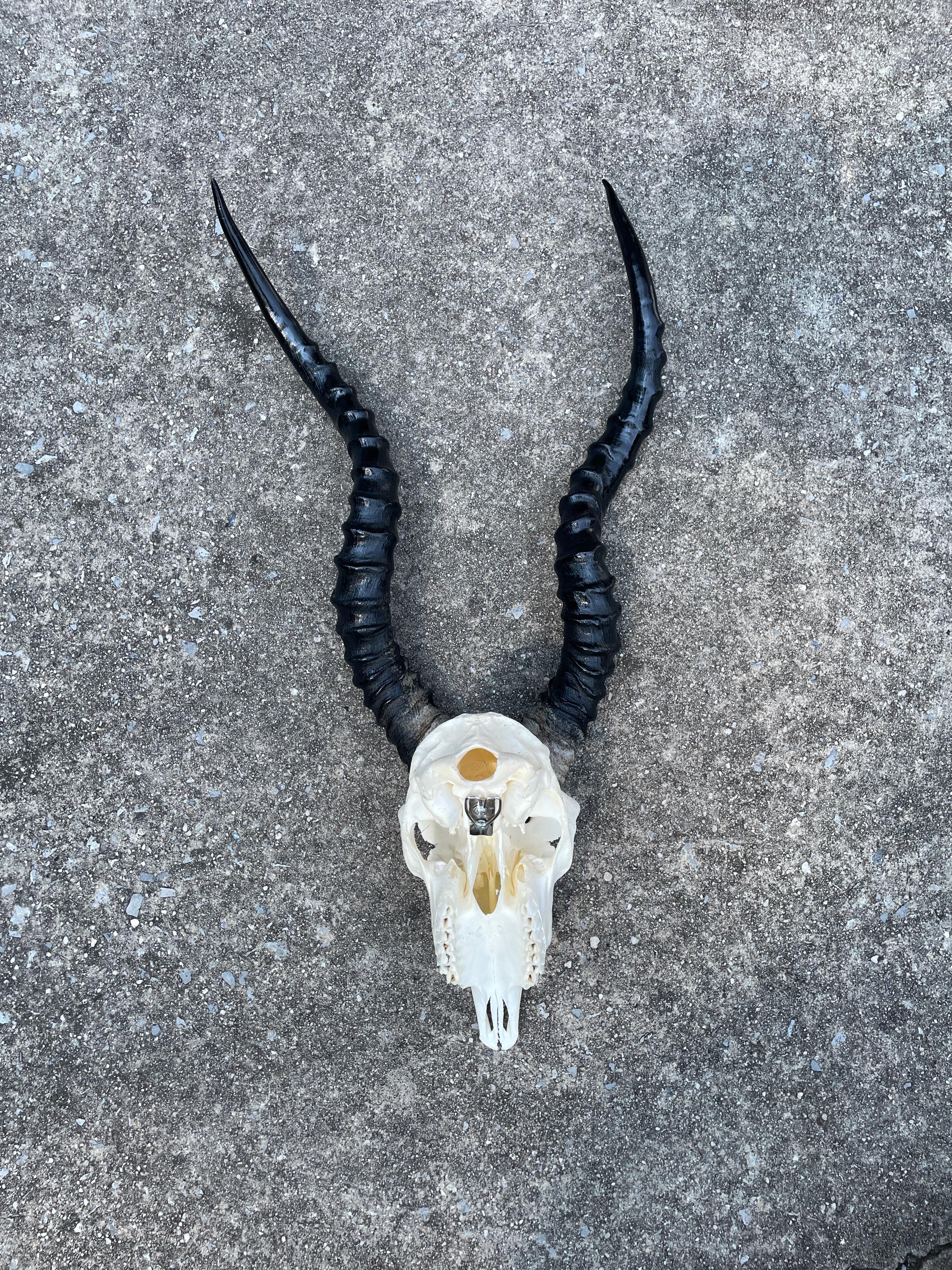Beautiful BLACKBUCK ANTELOPE Full Skull Huge Horns Taxidermy Hunting ...