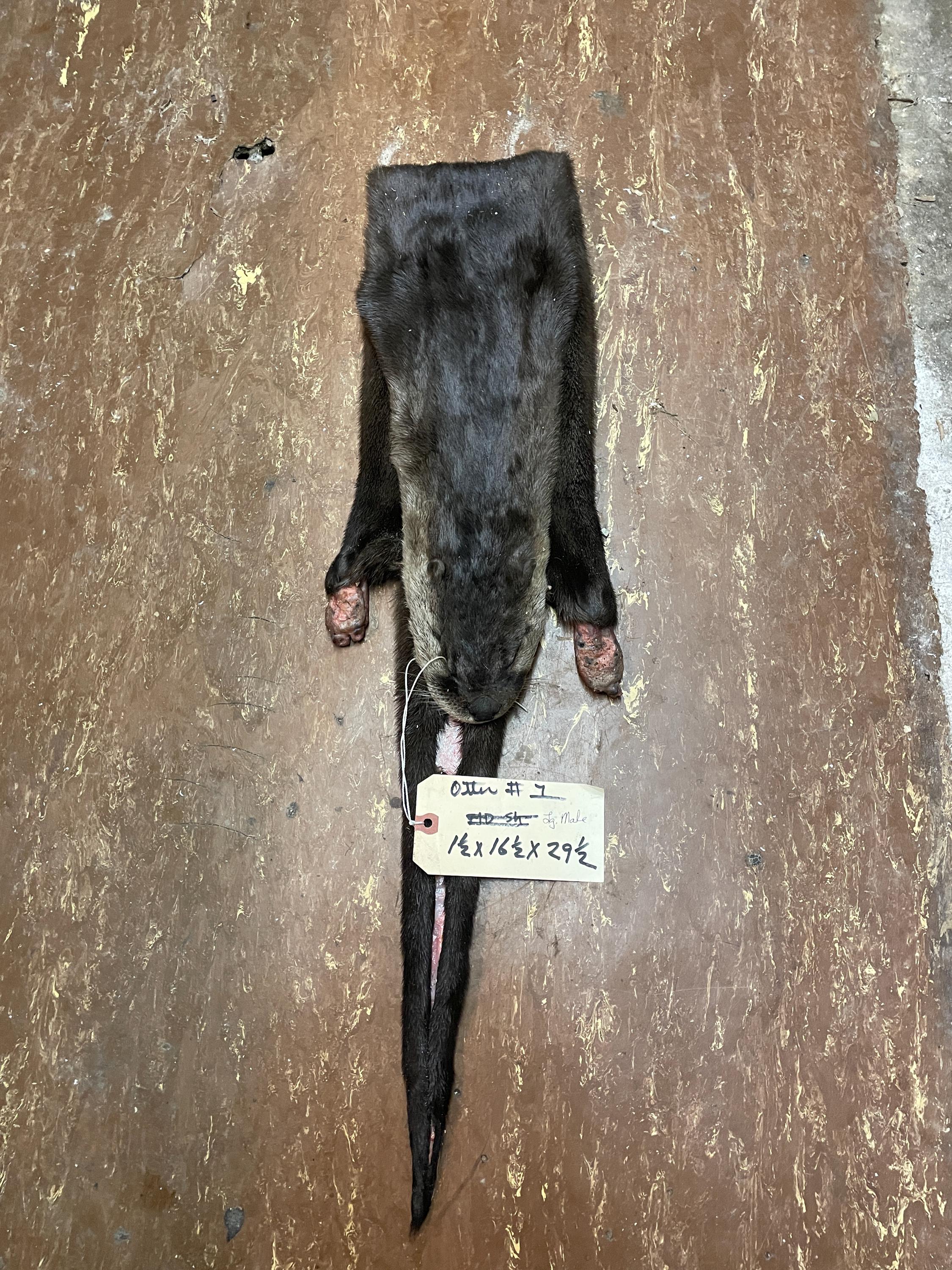 Nice Xlg Male Tn. Otter Prepped/salted/skin, for a Lifesize TAXIDERMY ...
