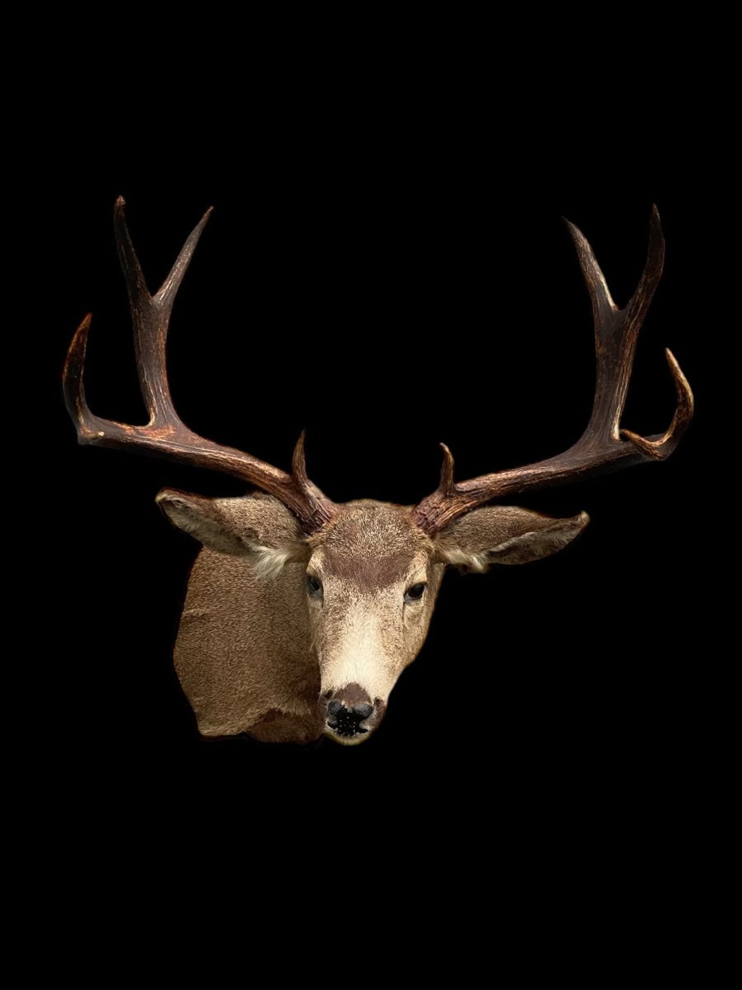 Taxidermy Big 5 X 5 Antlers MULE DEER Shoulder Mount Log Cabin Hunting ...