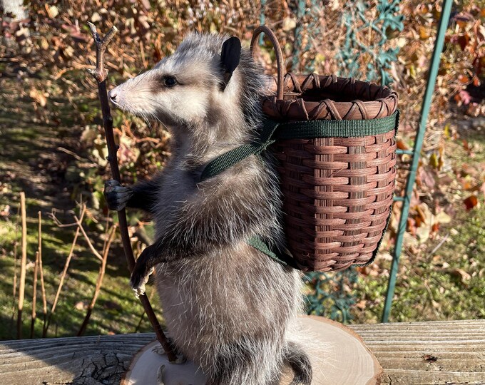 Hiking/backpacking Little O'possum or Just Possum Lifesize New Mount ...