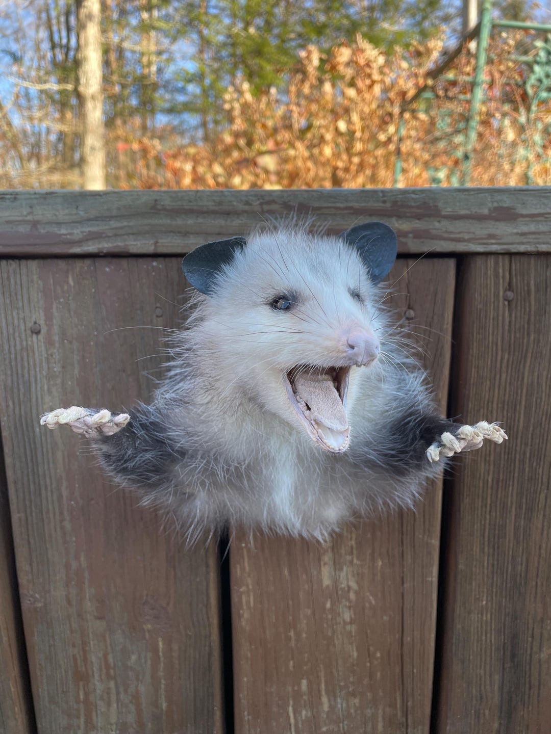 Little ATTACK O'possum, or Just Possum 1/2 Lifesize New Mount Taxidermy ...