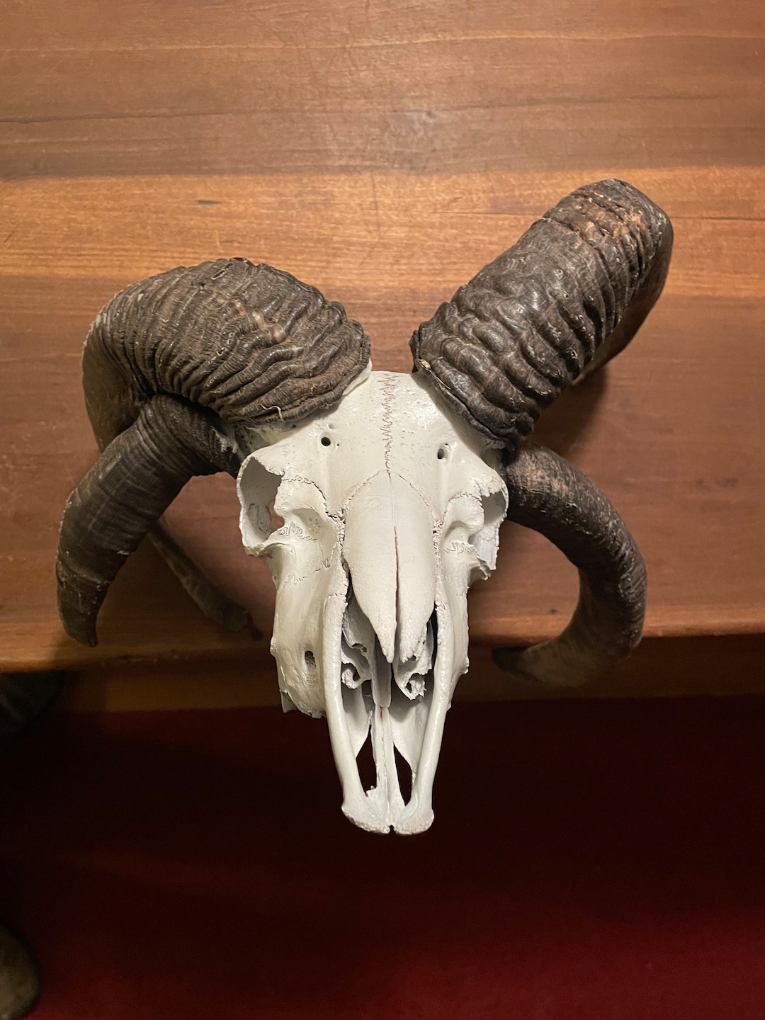 RARE** Large - 4 Horn or Jacobs Sheep Full Skull Taxidermy Log Cabin ...