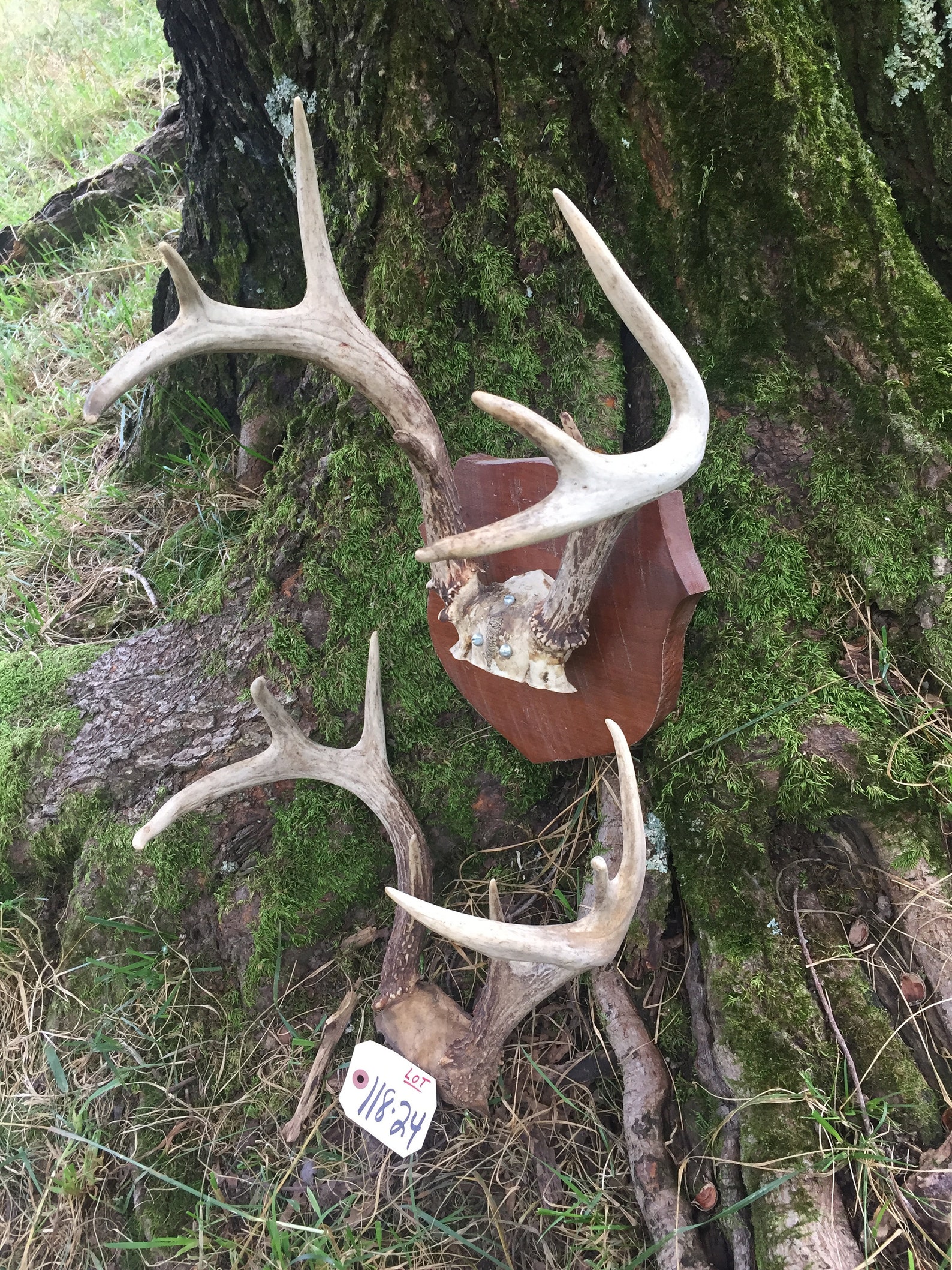 2 sets of Nice 8 point Whitetail DEER ANTLERS Log Cabin | Etsy
