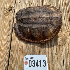 ONE {1} Awesome Taxidermy Large Common Snapping Turtle Shell Log Cabin ...
