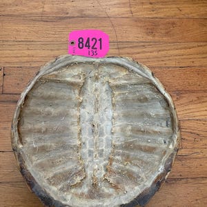 ONE {1} Awesome Taxidermy Large Common Snapping Turtle Shell Log Cabin ...