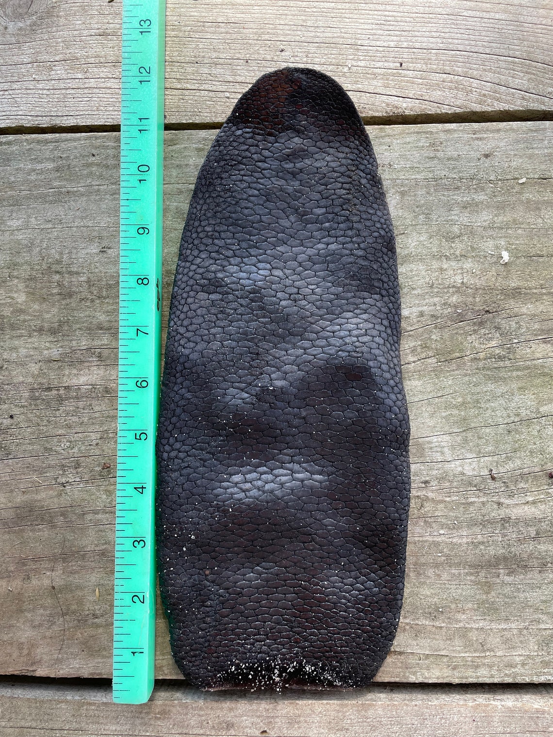 1 { One Side of One Tail } XX Large Un-tanned Beaver 1/2 { One Side ...