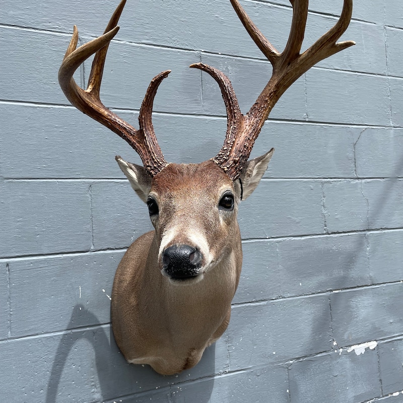 Real Mounted Deer Head - Etsy