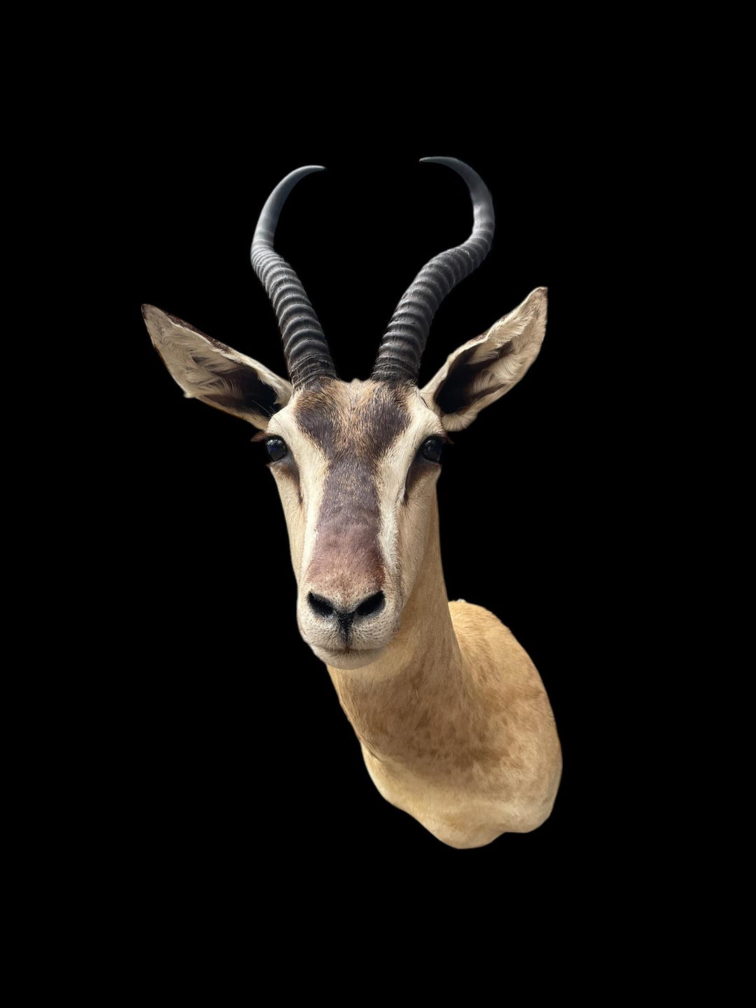 Trophy African Soemmerring Gazelle Sho.mount**africa SAFARI HUNTING Taxidermy # 1 = Gazella ...
