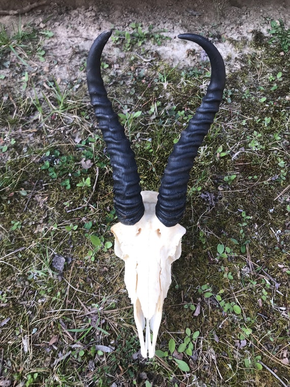 Beautiful AFRICAN SPRINGBOK SKULL Africa Hunting Lodge | Etsy
