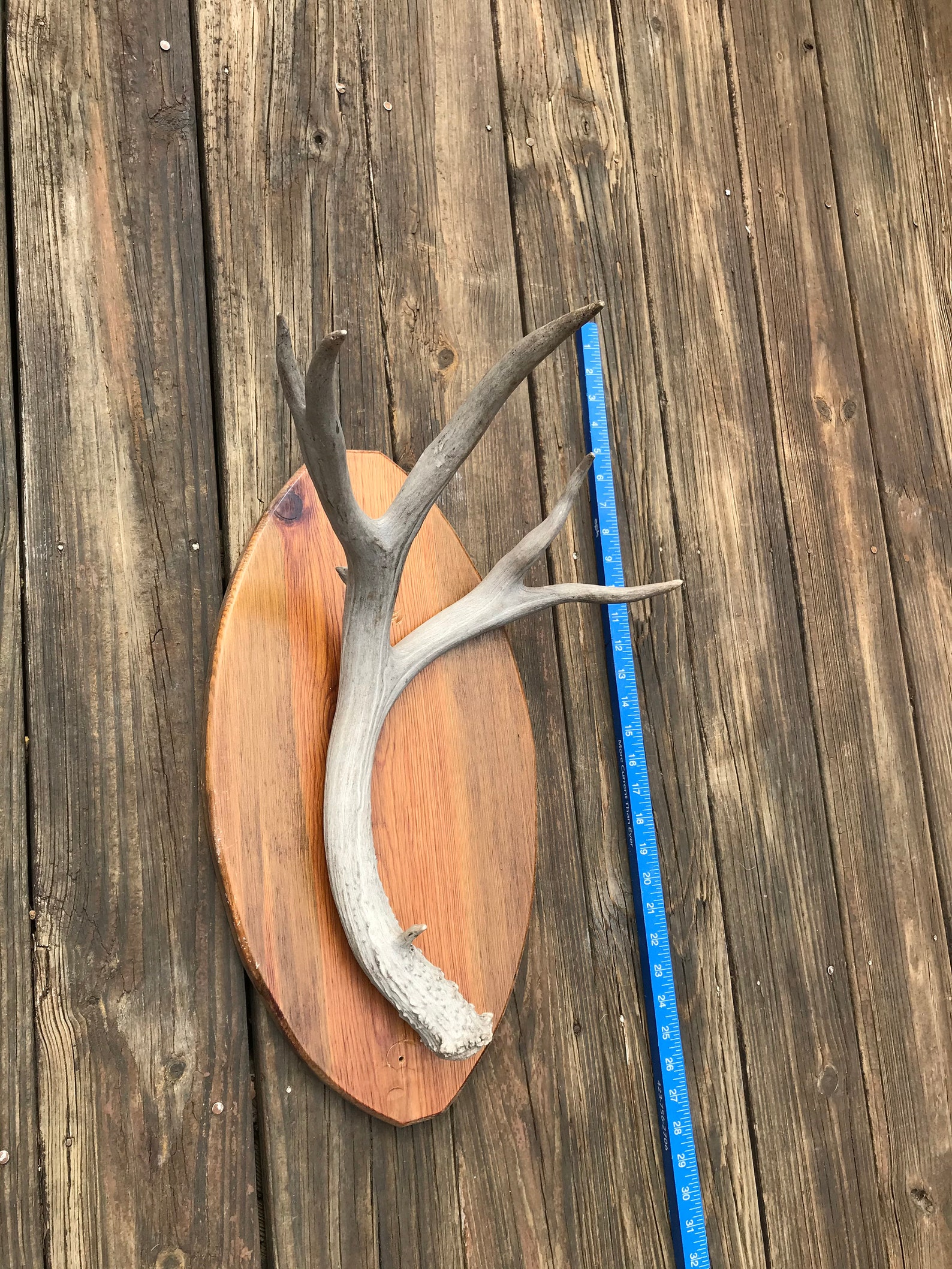 Taxidermy Huge 6 Point MULE DEER ANTLER Wall Hanging Log Cabin Hunting ...