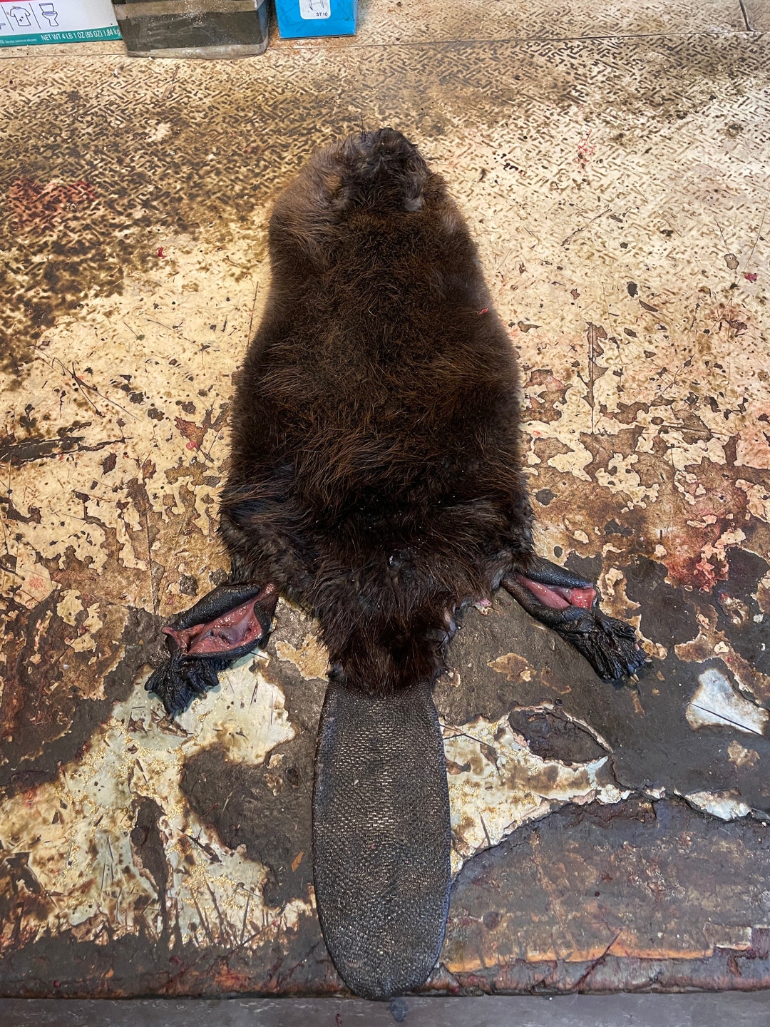 1 , Small. Beautiful New Lifesize Beaver Un-tanned -salted SKIN/HIDE ...