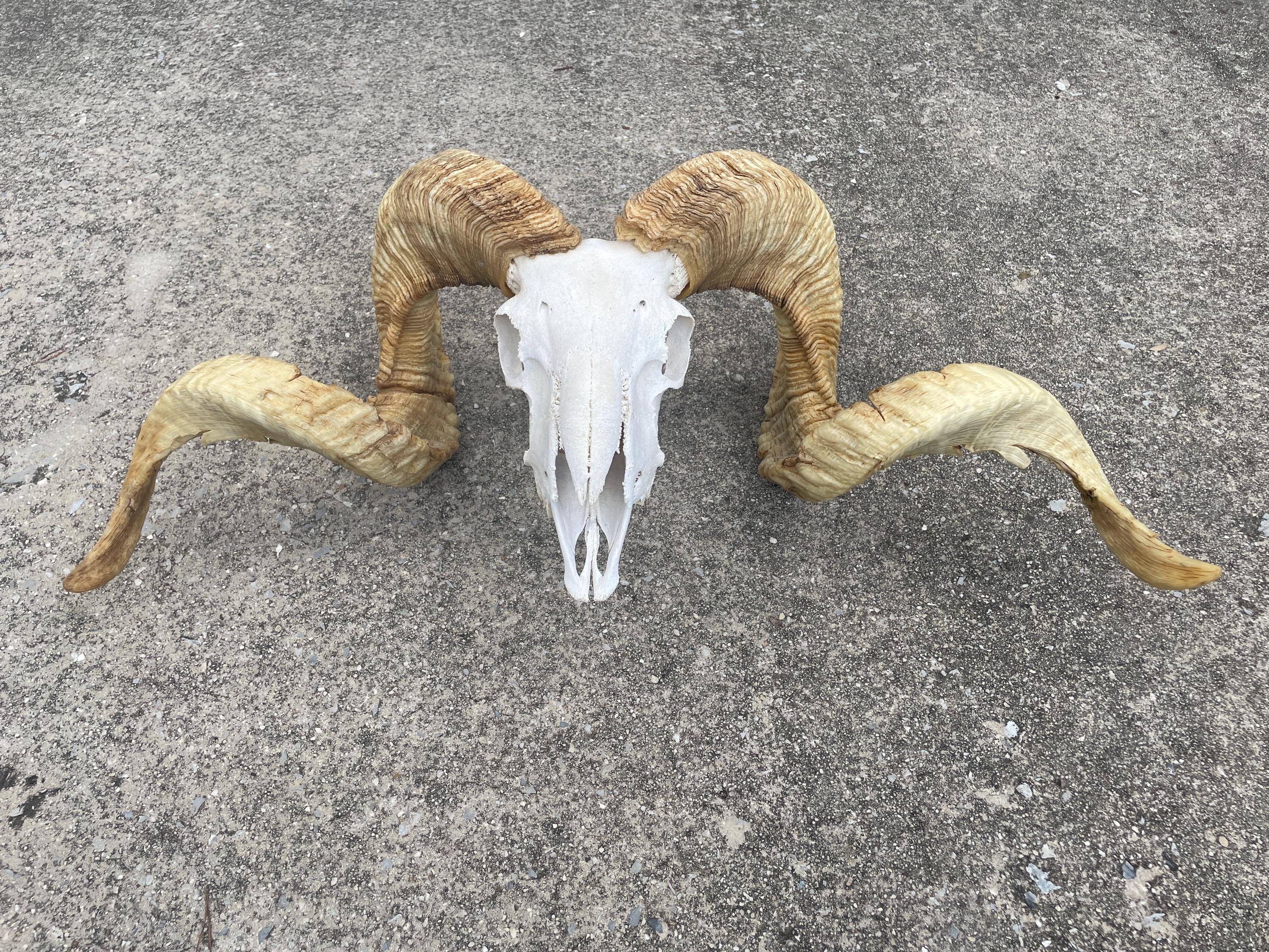HUGE MERINO SHEEP - Full Skull, With Monster 40-inch Horns Taxidermy ...