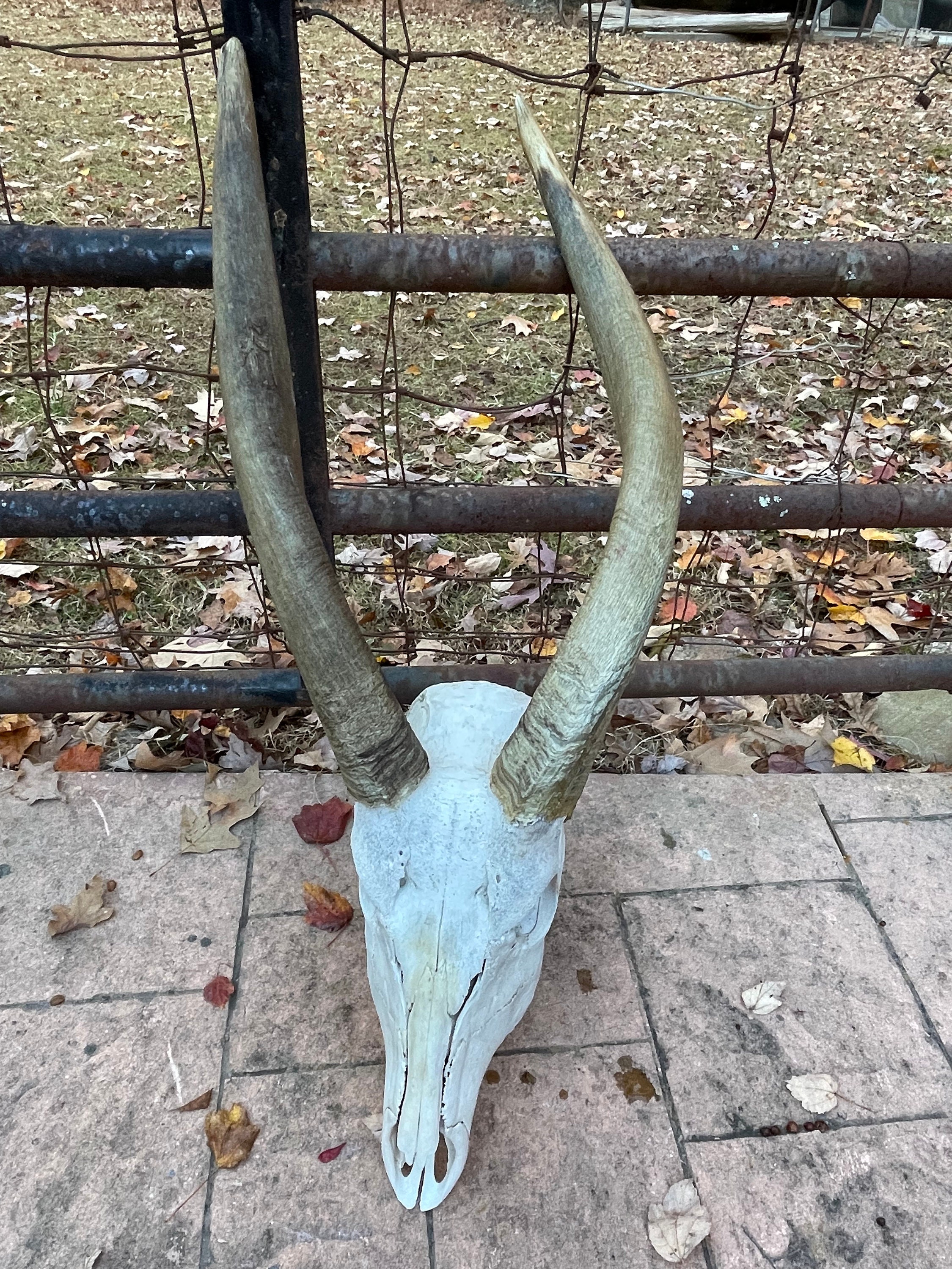 Bongo Skull Earphones