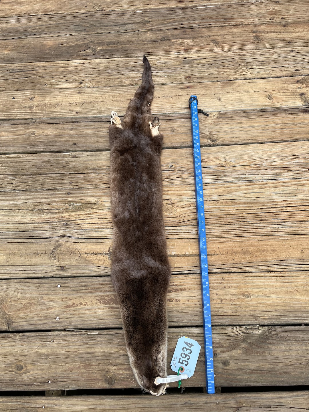 Large Tanned RIVER OTTER Fur, Skin, TN. Cities Tag.. North American ...