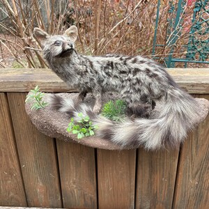 Rare, Beautiful Little Small Spotted GENET Full Body Mount AFRICA ...