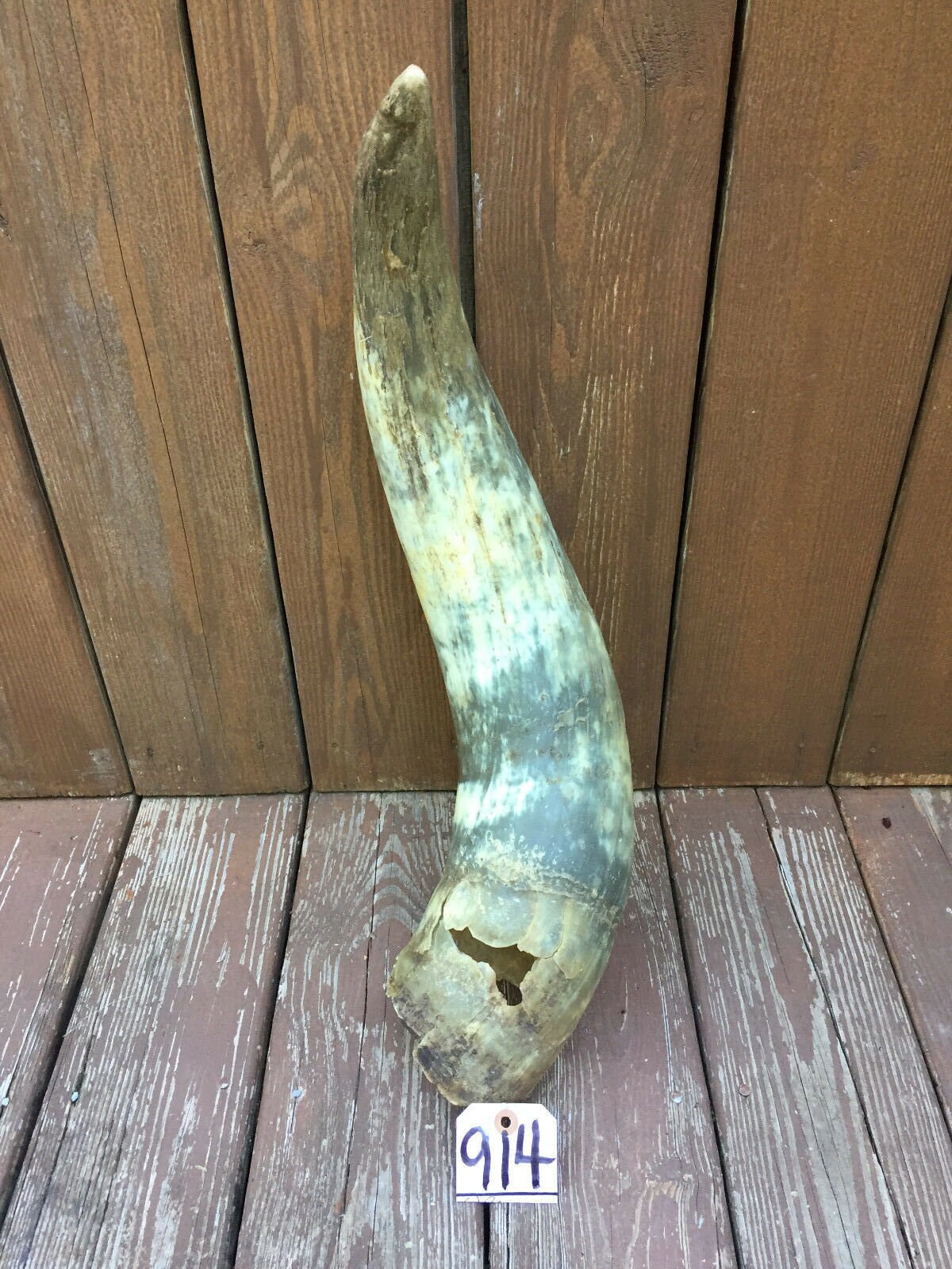 Single-ankole-watusi-bovine/cow/bull Horn STEER LONGHORN Horns ...