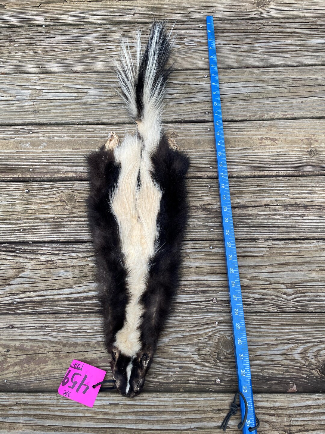 Taxidermy Beautiful Tanned White Striped, SKUNK Fur Skin Pelts, Great ...