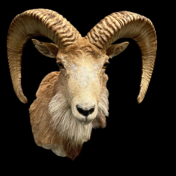 Urial Sheep - Etsy