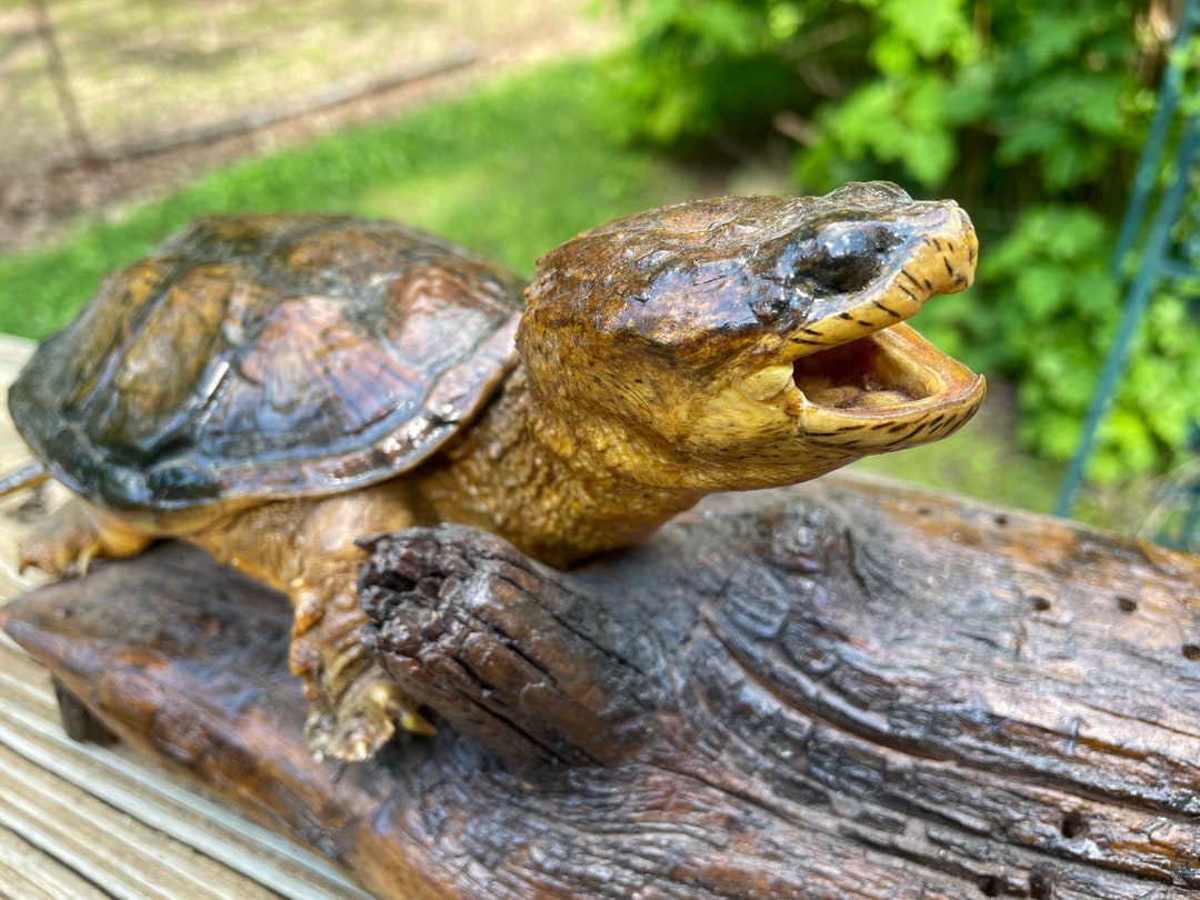VERY Nice Smaller, - New - Snapping Turtle Lifesize Mount, Log Cabin ...
