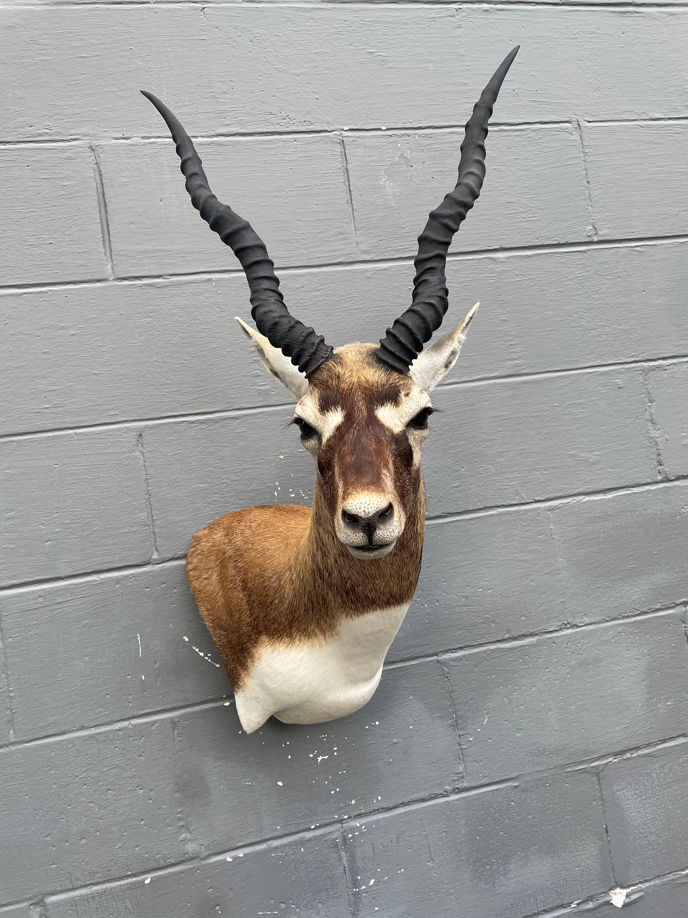 Blackbuck Antelope Mount