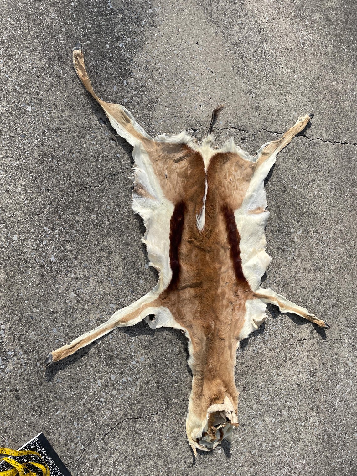 Beautiful Tanned, COMPLETE, SPRINGBOK SKIN -hide for Possible Lifesize ...