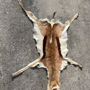 Beautiful Tanned, COMPLETE, SPRINGBOK SKIN -hide for Possible Lifesize ...