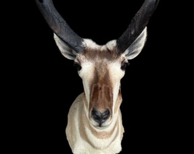 Taxidermy Huge Horned, 16" PRONGHORN ANTELOPE Shoulder Mount Log Cabin ...