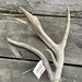 Big 5 Point DOUBLE MAIN BEAMS Whitetail Deer Shed Antler Taxidermy Log ...