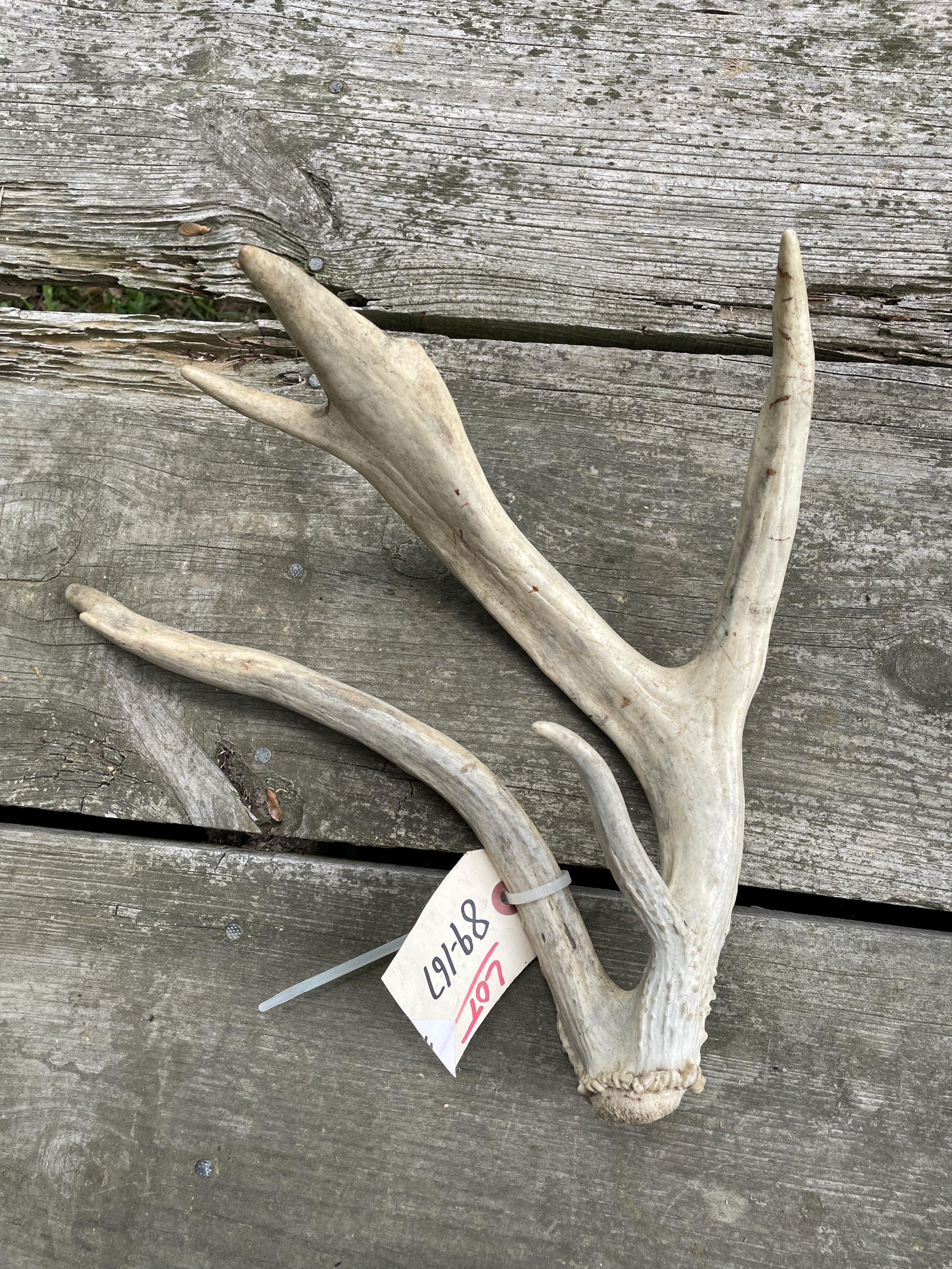 Big 5 Point DOUBLE MAIN BEAMS Whitetail Deer Shed Antler Taxidermy Log ...