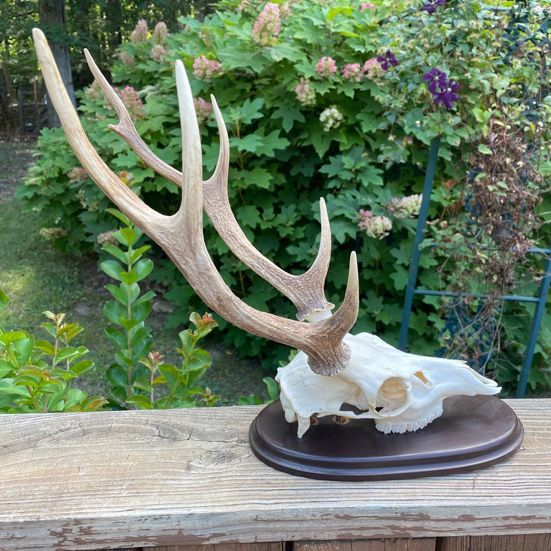 Deer Skull Antlers - Etsy