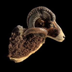 Beautiful - * RARE * 2 Horn Jacobs Sheep Big Horns Log Cabin Hunting ...