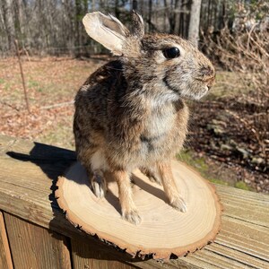 Rarely Seen, Taxidermy, Cottontail Rabbit, Nice Natural Base Easter ...