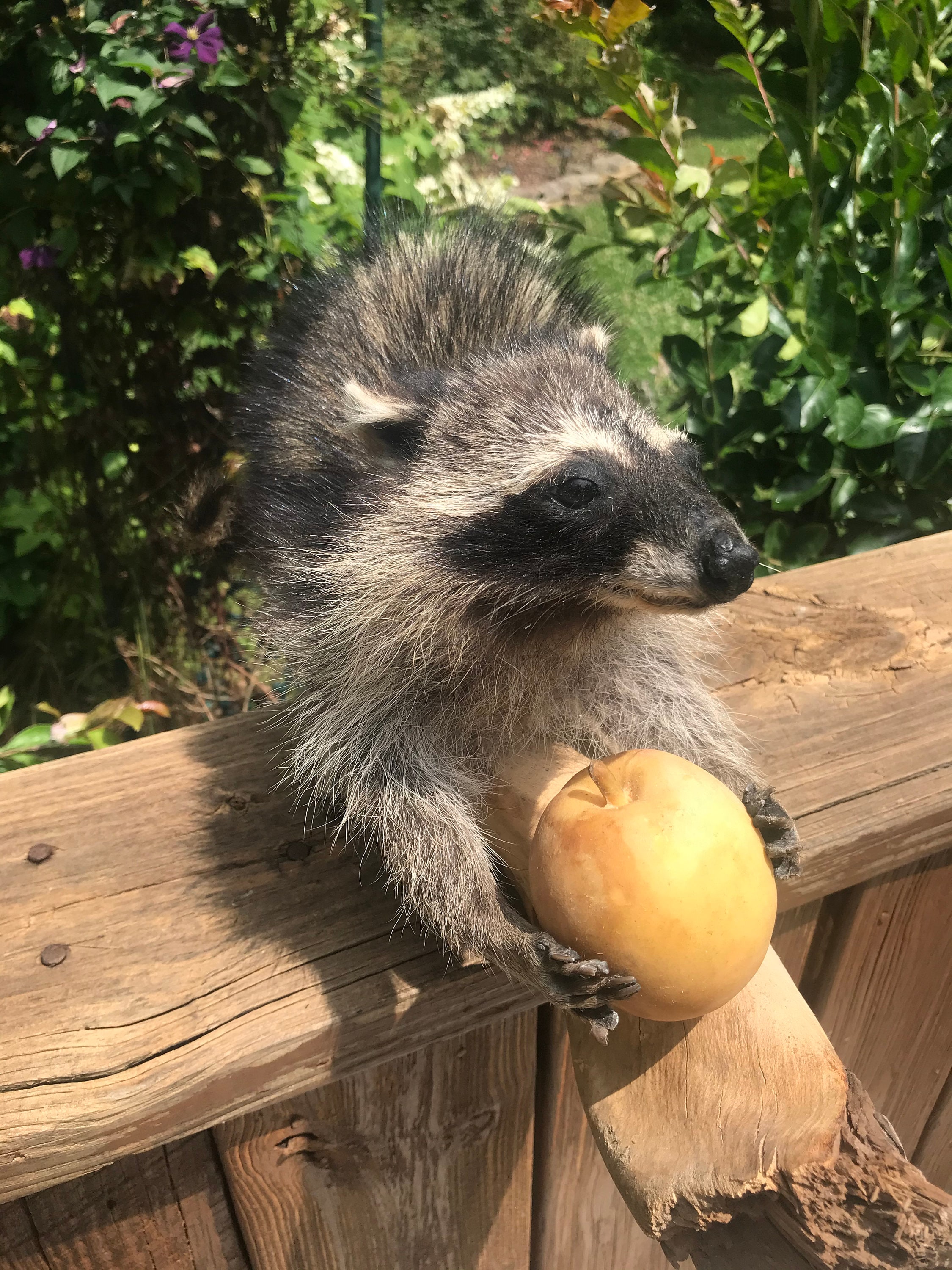 Home Décor Coon Full Mount With Peach New Very RARE BABY/ Small Raccoon ...