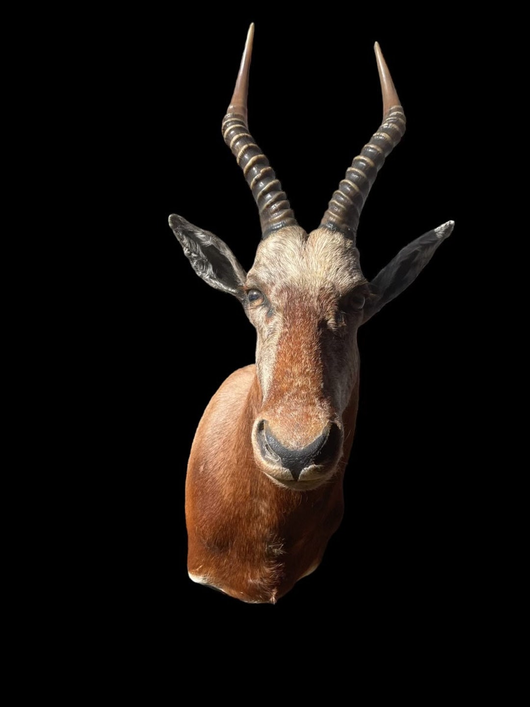 Awesome RARE COLOR, Blesbok Shoulder Mount Big Unusal Color HORNS ...