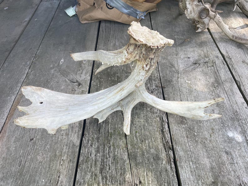 HUGE 12 Point MULTY Main BEAMS Whitetail Deer Self-standing Shed Antler ...