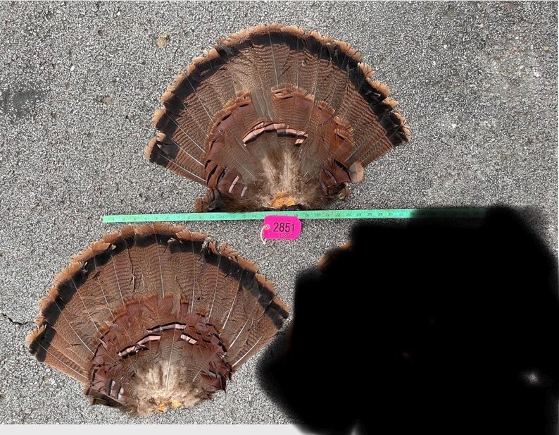Taxidermy, 2 EASTERN WILD Turkey-tails/fan /no Beards /log Cabin ...