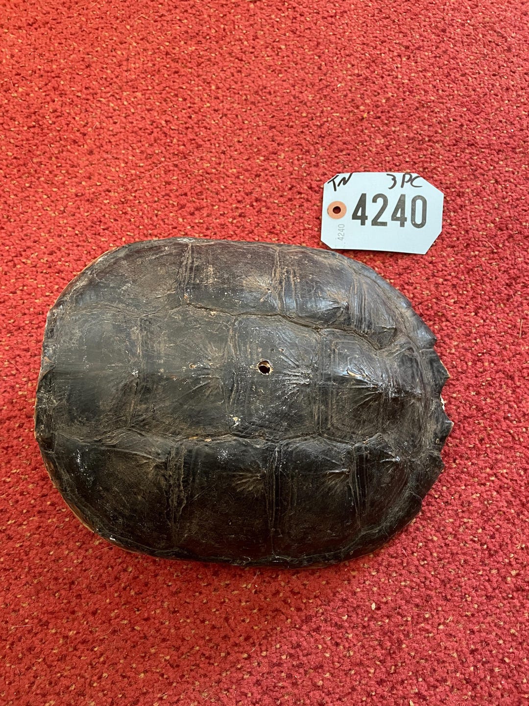 ONE {1} Awesome Taxidermy Common Snapping Turtle Shell Log Cabin ...