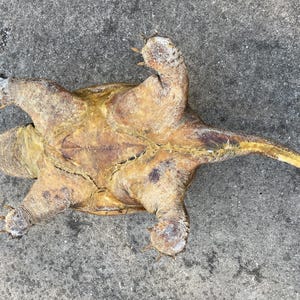 VERY Nice Large, - New - Snapping Turtle Lifesize Mount, Log Cabin ...