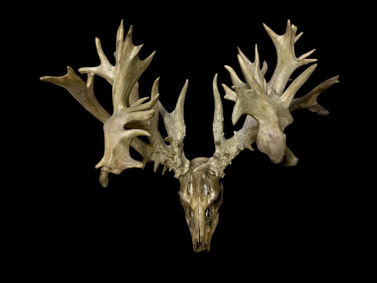 Whitetail Antlers Side View