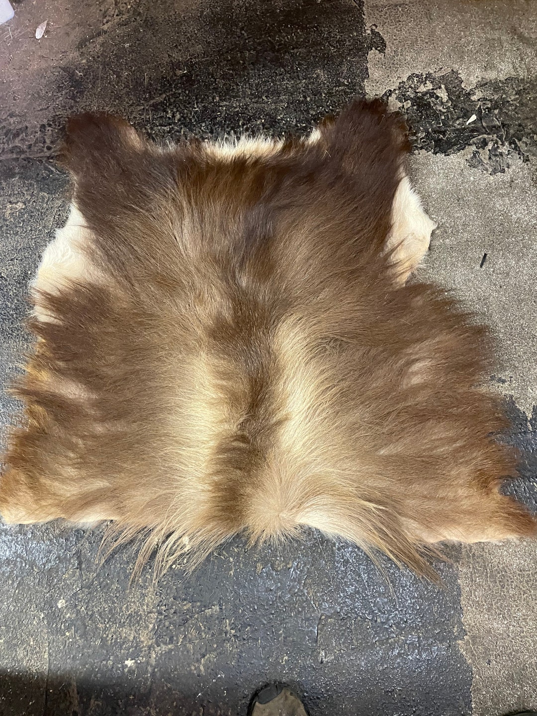 Himalayan TAHR Tanned Hide, SKIN, Rug Log Cabin, Hunting Lodge Decor ...