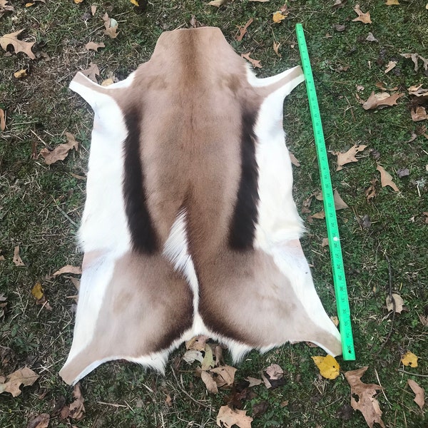 Springbok Hide - Etsy