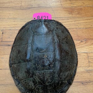 ONE {1} Awesome Taxidermy Large Common Snapping Turtle Shell Log Cabin,crafts, Hunting Lodge ...